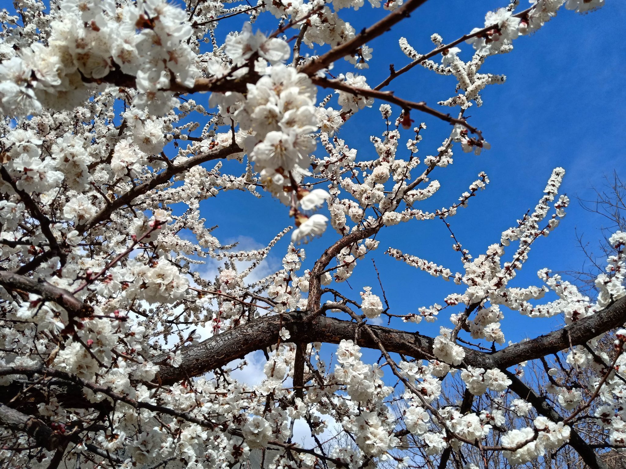 Hunza Tours, Hunza Tour Packages, Hunza Trip Plans- Women Only Hunza Tours